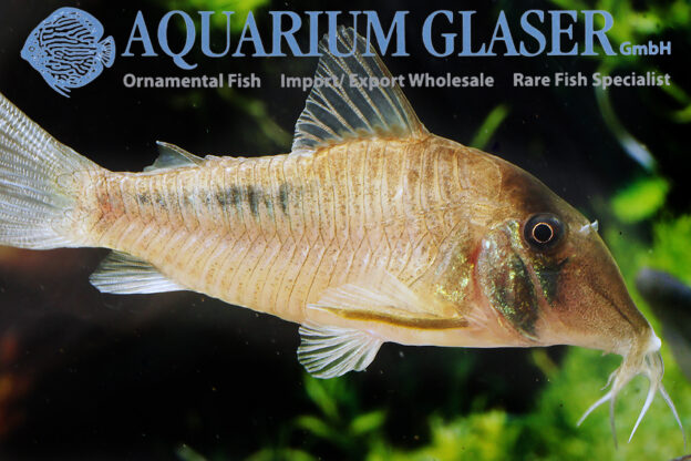 Corydoras amapaensis - Aquarium Glaser GmbH