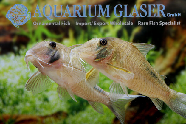 Corydoras amapaensis - Aquarium Glaser GmbH