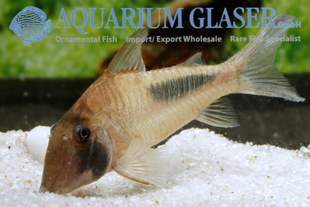 Corydoras amapaensis - Aquarium Glaser GmbH