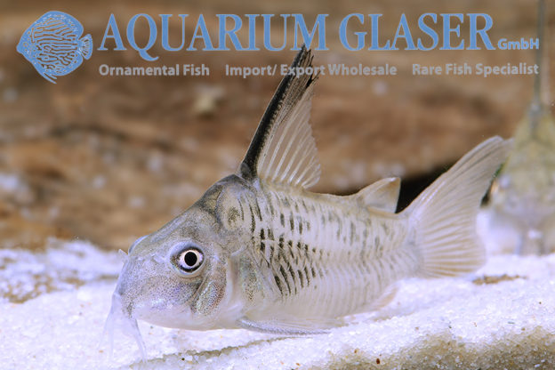 Corydoras armatus - Aquarium Glaser GmbH