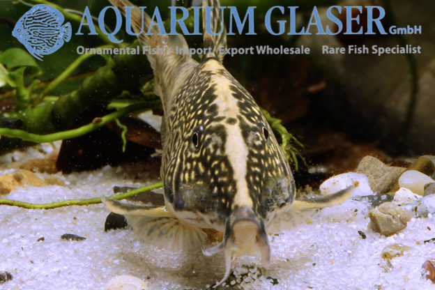 Scleromystax barbatus - Aquarium Glaser GmbH Scleromystax barbatus - Aquarium Glaser GmbH
