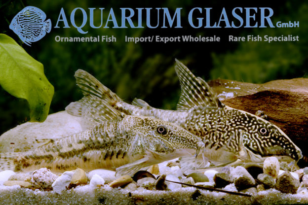 Scleromystax barbatus - Aquarium Glaser GmbH Scleromystax barbatus - Aquarium Glaser GmbH