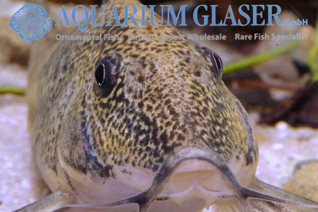 Scleromystax barbatus - Aquarium Glaser GmbH Scleromystax barbatus - Aquarium Glaser GmbH