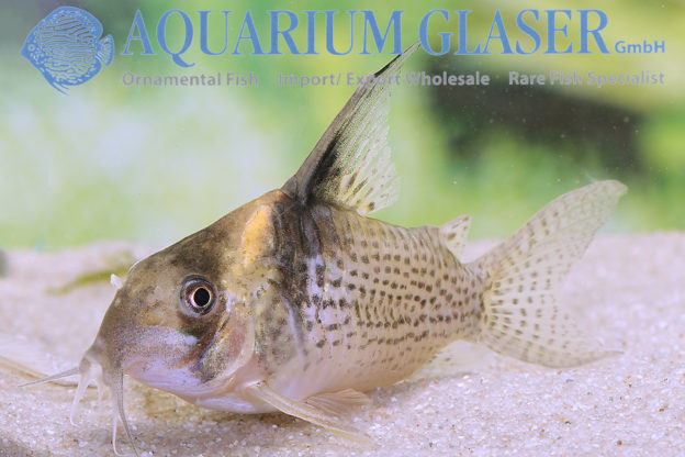 Corydoras cf. brevirostris CW 27 Highfin - Aquarium Glaser GmbH