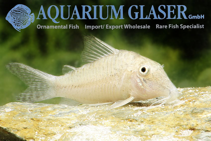 A white Corydoras sp. C124 - Aquarium Glaser GmbH