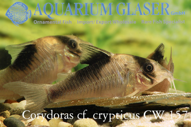 Corydoras crypticus and Corydoras cf. crypticus CW 157 - Aquarium ...