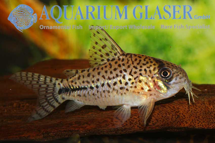 New Corydoras from Peru - Aquarium Glaser GmbH