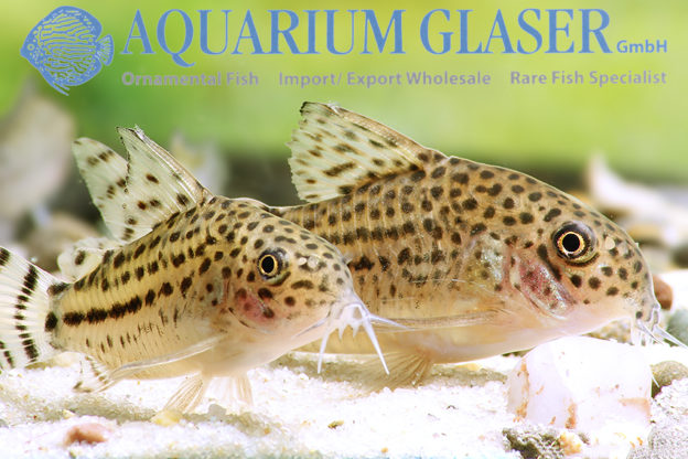 10. Catfishes - Page 3 of 8 - Aquarium Glaser GmbH