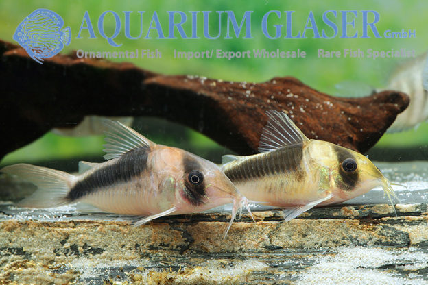 10. Catfishes - Aquarium Glaser GmbH