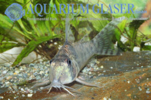 Corydoras orcesi - Aquarium Glaser GmbH