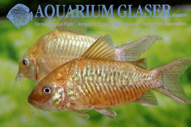 Corydoras pantanalensis - Aquarium Glaser GmbH