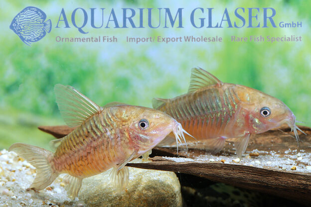 Corydoras pantanalensis C5 Bred - Aquarium Glaser GmbH
