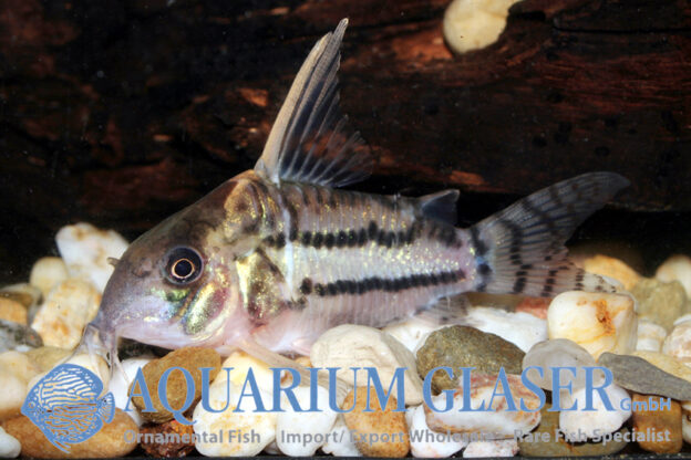 Hoplisoma sp. CW28 ( = cf. pulcher) - Aquarium Glaser GmbH