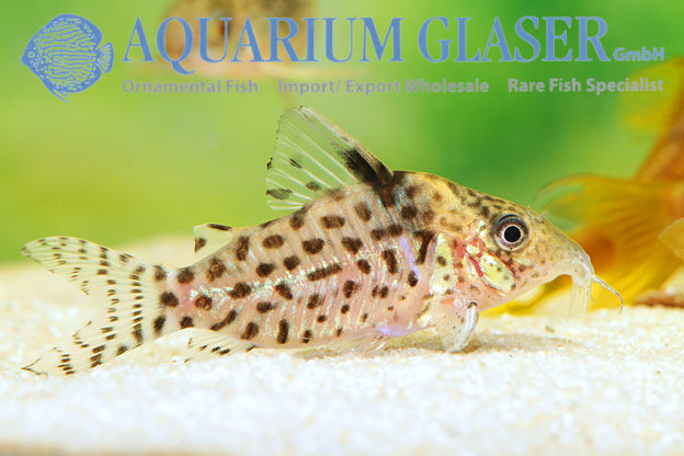 Corydoras sp. "punctatus Nanay" - Aquarium Glaser GmbH