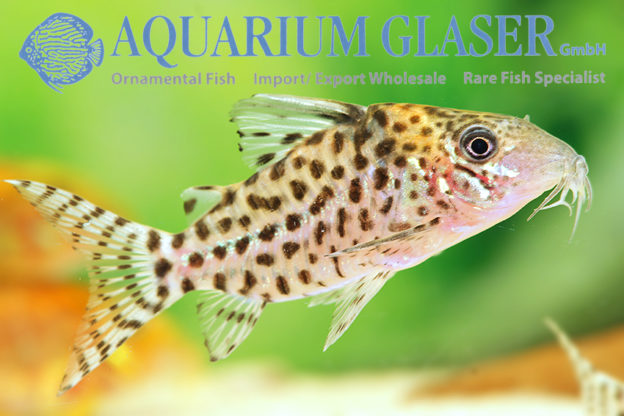 Corydoras sp. "punctatus Nanay" - Aquarium Glaser GmbH