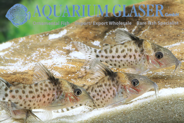 Corydoras "punctatus" Nanay - Aquarium Glaser GmbH