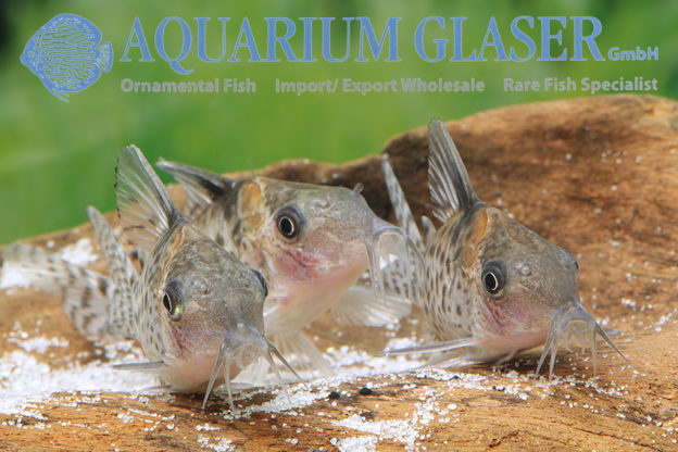 Corydoras "punctatus" Nanay - Aquarium Glaser GmbH