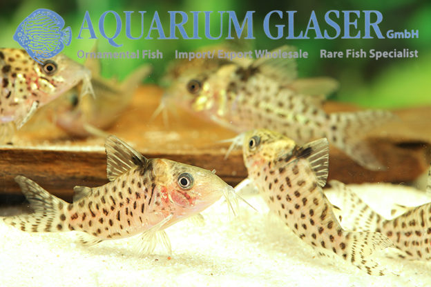 Corydoras sp. "punctatus Nanay" - Aquarium Glaser GmbH