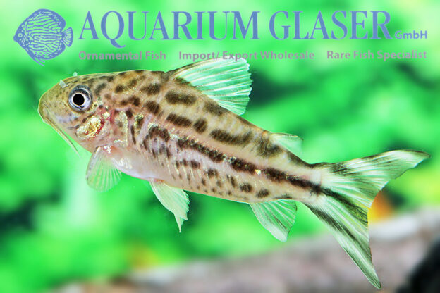 Brochis robineae - Aquarium Glaser GmbH