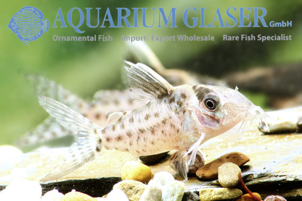 Corydoras robustus BRED - Aquarium Glaser GmbH