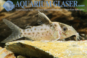 Corydoras robustus NACHZUCHTEN - Aquarium Glaser GmbH