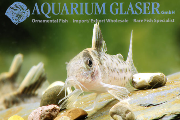 Corydoras robustus BRED - Aquarium Glaser GmbH