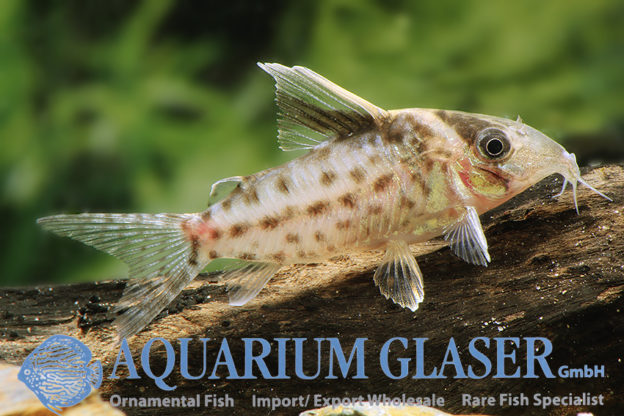 Corydoras robustus BRED - Aquarium Glaser GmbH