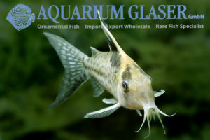 Corydoras robustus - Aquarium Glaser GmbH