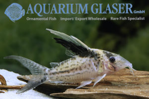 Corydoras robustus - Aquarium Glaser GmbH