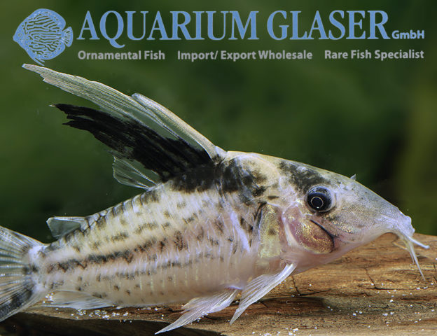 Corydoras robustus - Aquarium Glaser GmbH