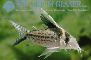 Corydoras robustus - Aquarium Glaser GmbH