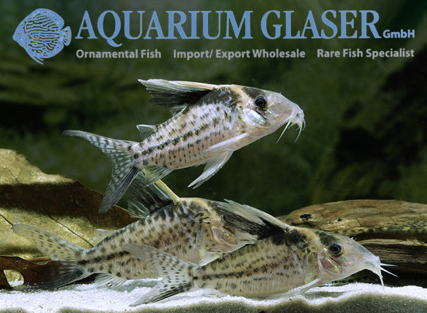 Corydoras robustus - Aquarium Glaser GmbH