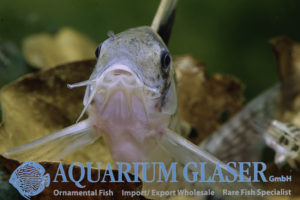 Corydoras robustus - Aquarium Glaser GmbH