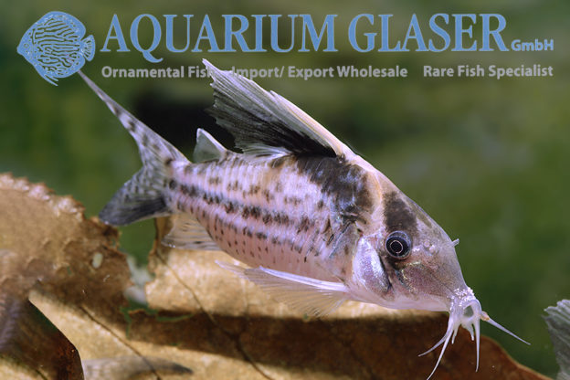 Corydoras robustus - Aquarium Glaser GmbH