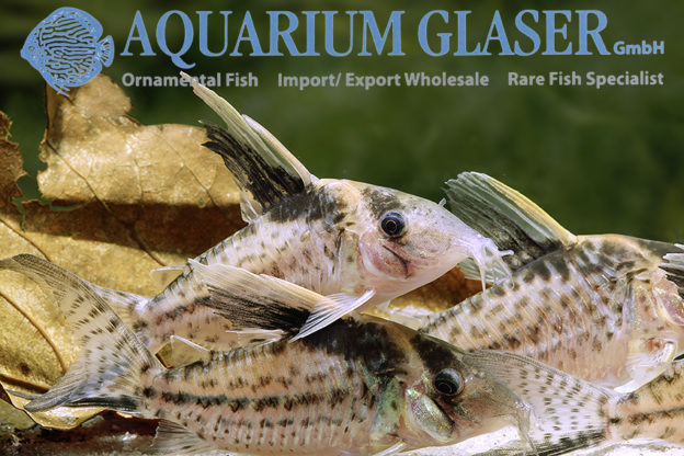 Corydoras robustus - Aquarium Glaser GmbH