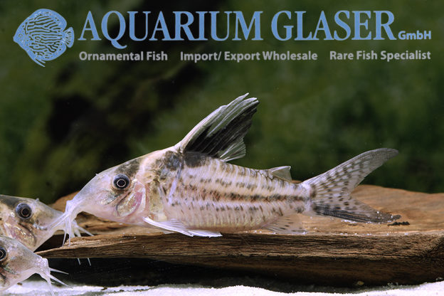 Corydoras robustus - Aquarium Glaser GmbH