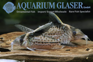 Corydoras robustus - Aquarium Glaser GmbH