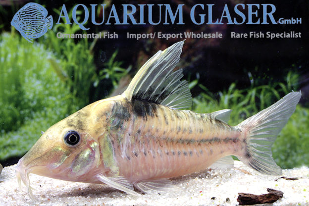 Corydoras robustus - Aquarium Glaser GmbH