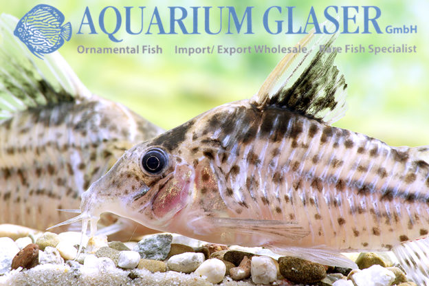 Corydoras robustus - Aquarium Glaser GmbH