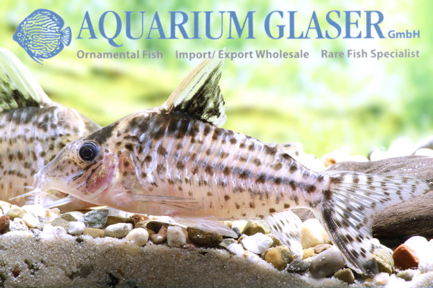 Corydoras robustus - Aquarium Glaser GmbH
