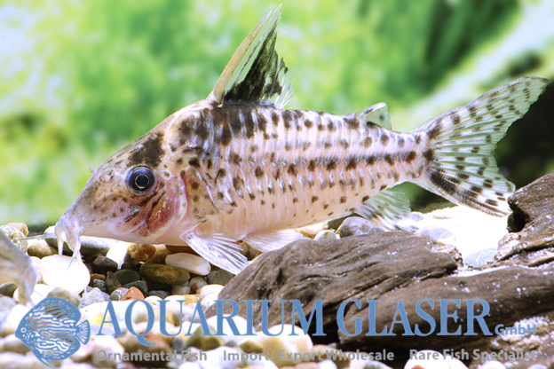 Corydoras robustus - Aquarium Glaser GmbH