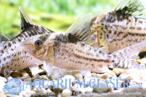 Corydoras robustus - Aquarium Glaser GmbH