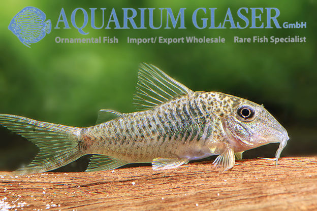 Corydoras sp. "Peru" - Aquarium Glaser GmbH