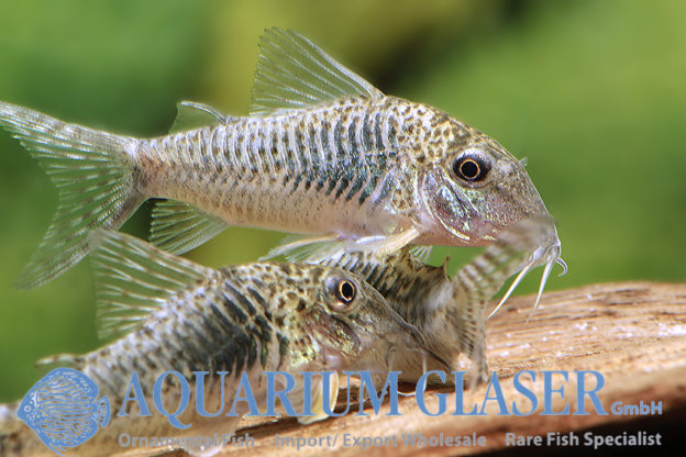 Corydoras sp. "Peru" - Aquarium Glaser GmbH