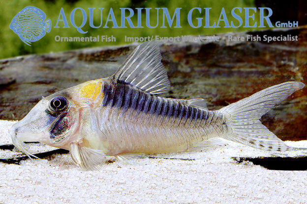 Fish Archive - Aquarium Glaser GmbH