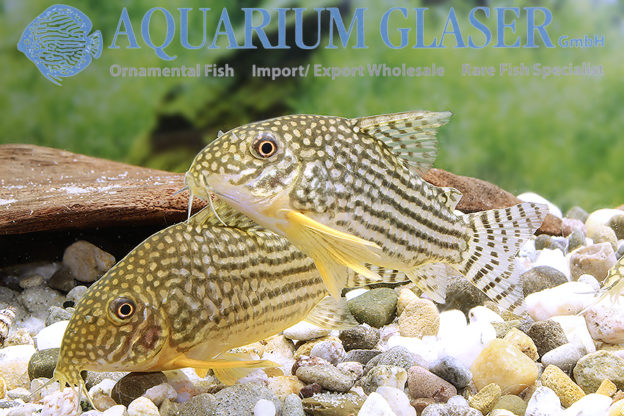Corydoras sterbai WILD - Aquarium Glaser GmbH