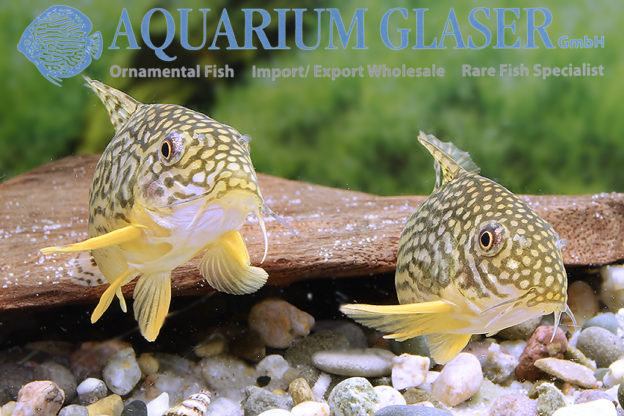 Corydoras sterbai WILD - Aquarium Glaser GmbH