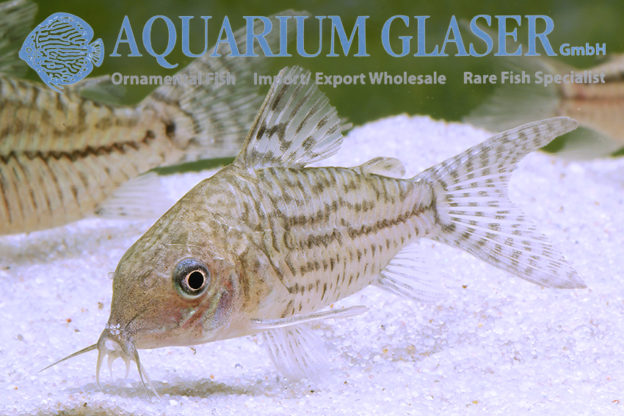 Corydoras sodalis Kolumbien - Aquarium Glaser GmbH