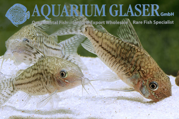Corydoras sodalis Kolumbien - Aquarium Glaser GmbH