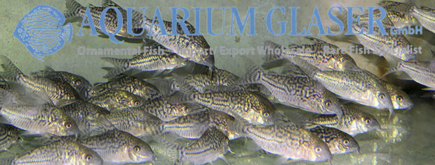Corydoras sodalis Colombia - Aquarium Glaser GmbH